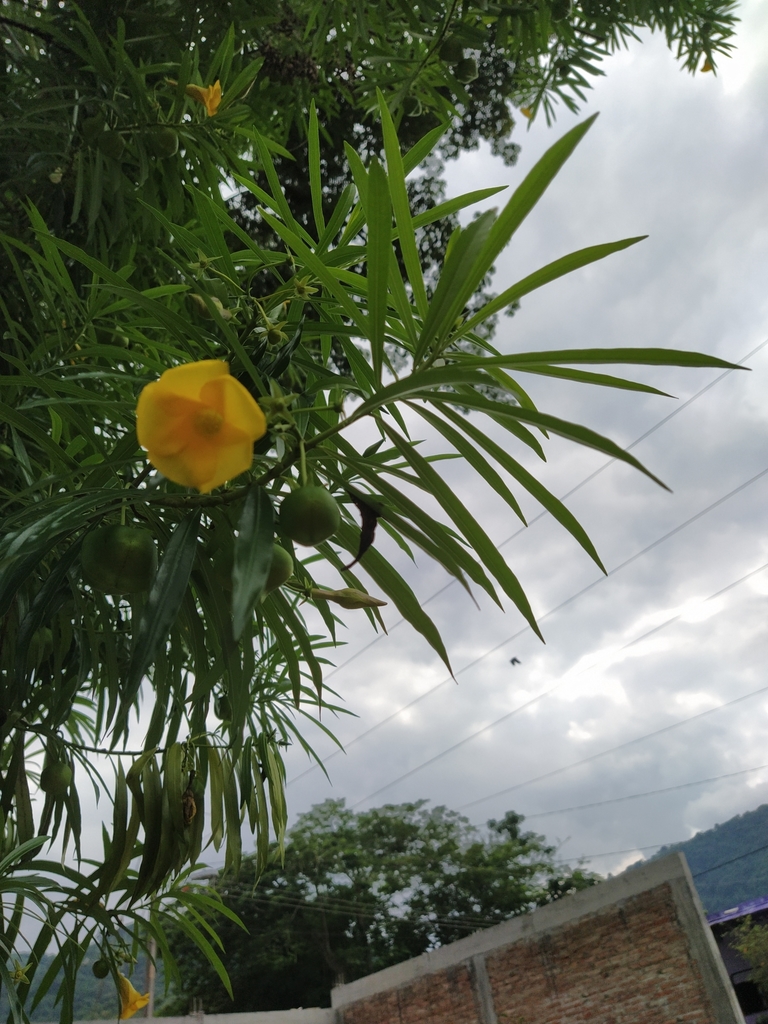 Be-still tree from 25 de Mayo, 93140 Coyutla, Ver., México on September ...