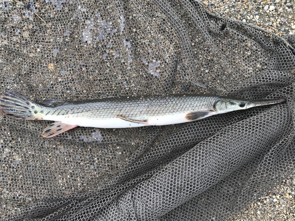 Shortnose Gar from 1719–1755 Larch Ave, George, IA, US on August 9 ...