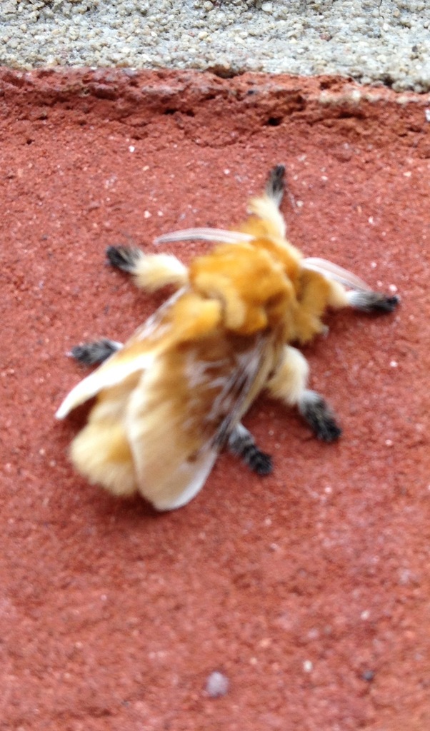 Southern Flannel Moth (Insects and Arachnids of Coronado National ...