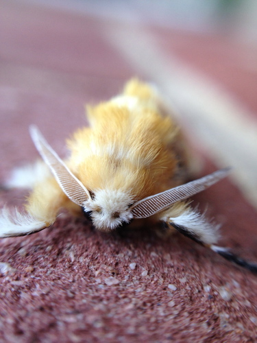 Southern Flannel Moth (Insects and Arachnids of Coronado National ...