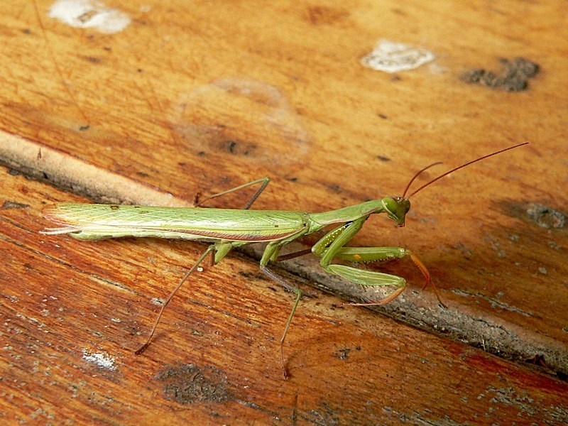 Eight-spot Mantis from Brogo, NSW on April 5, 2005 at 02:33 AM by Max ...