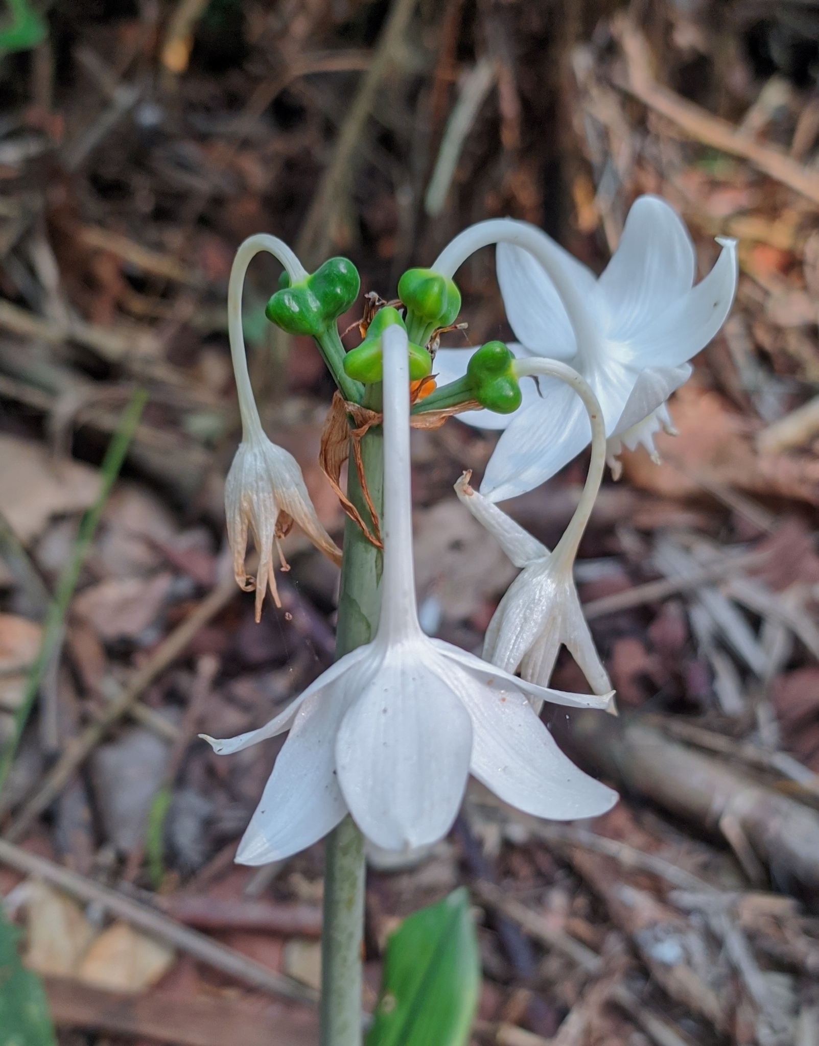Urceolina Rchb.