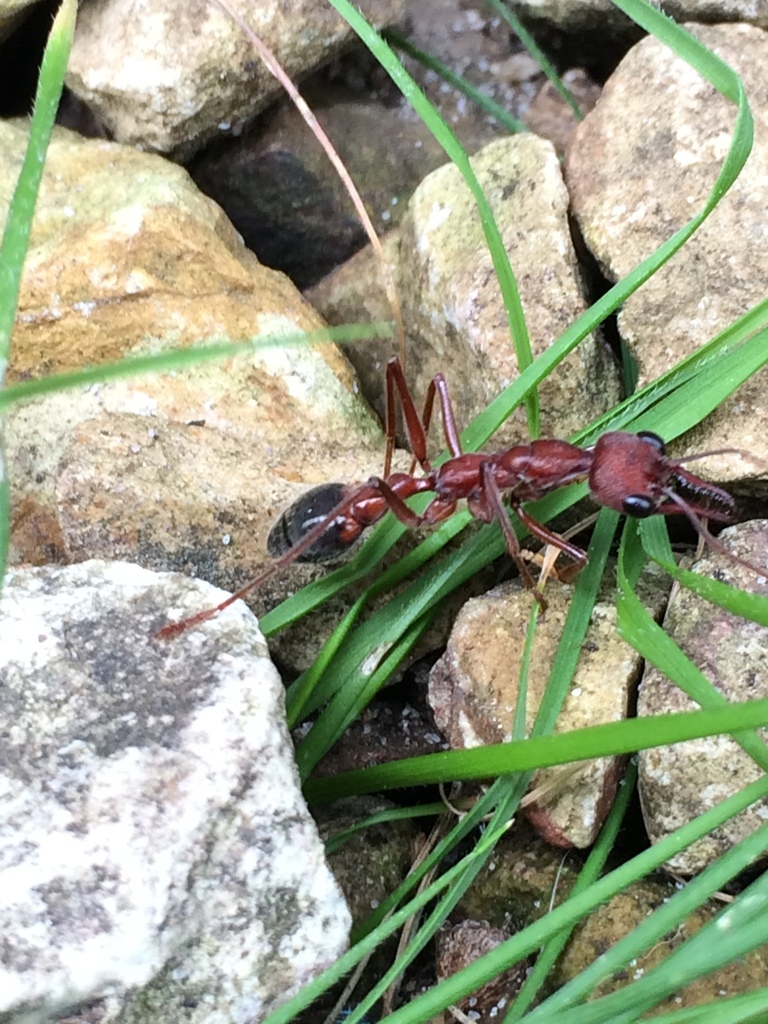Inchman Ant from Frankston South VIC, Australia on September 22, 2020 ...