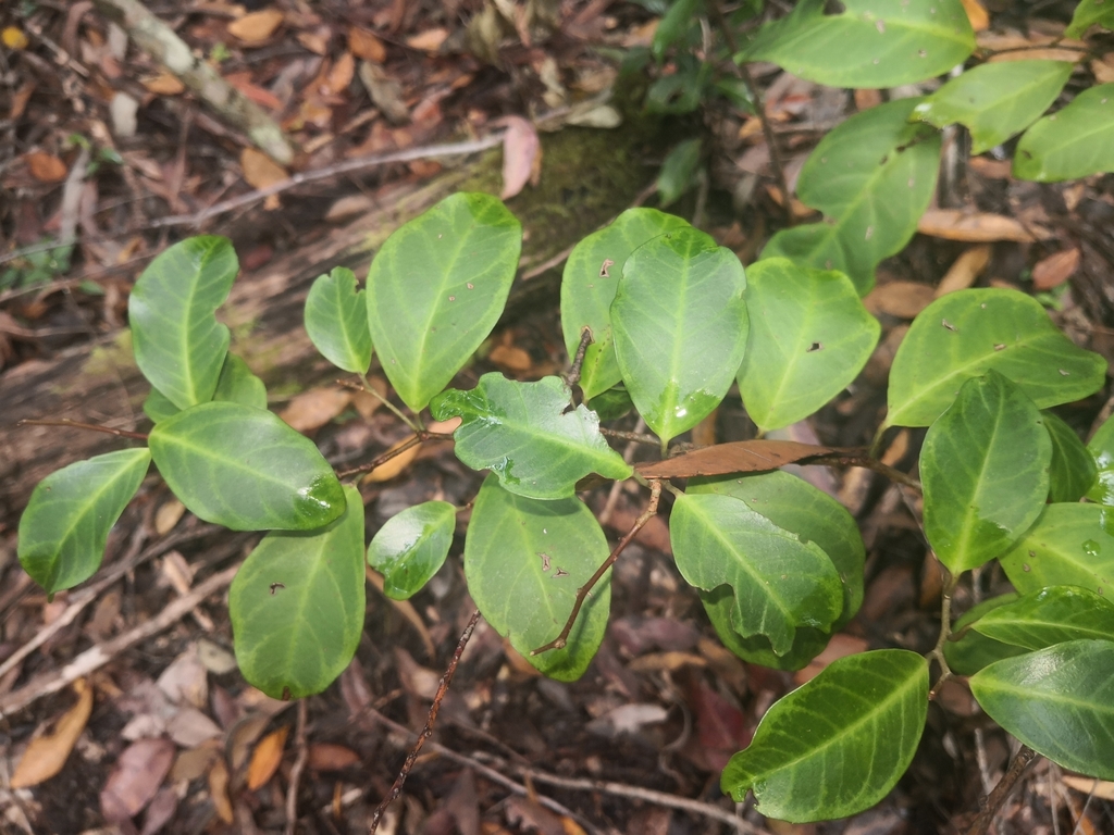 Embelia from Valery NSW 2454, Australia on September 22, 2020 at 10:23 ...