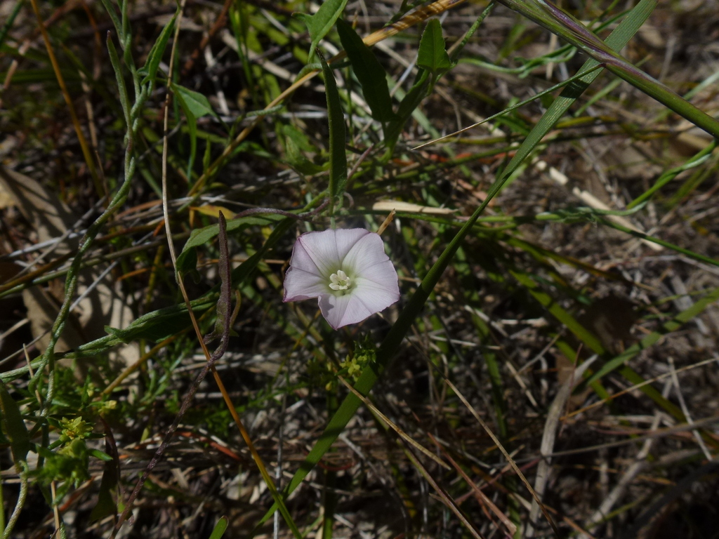 Australian bindweed from Mead Street, Belair South Australia, Australia ...