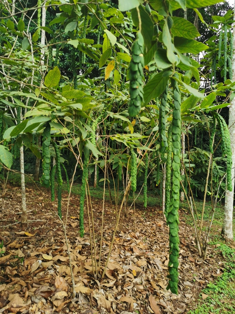 (Phyllodium) - Botanical Realm