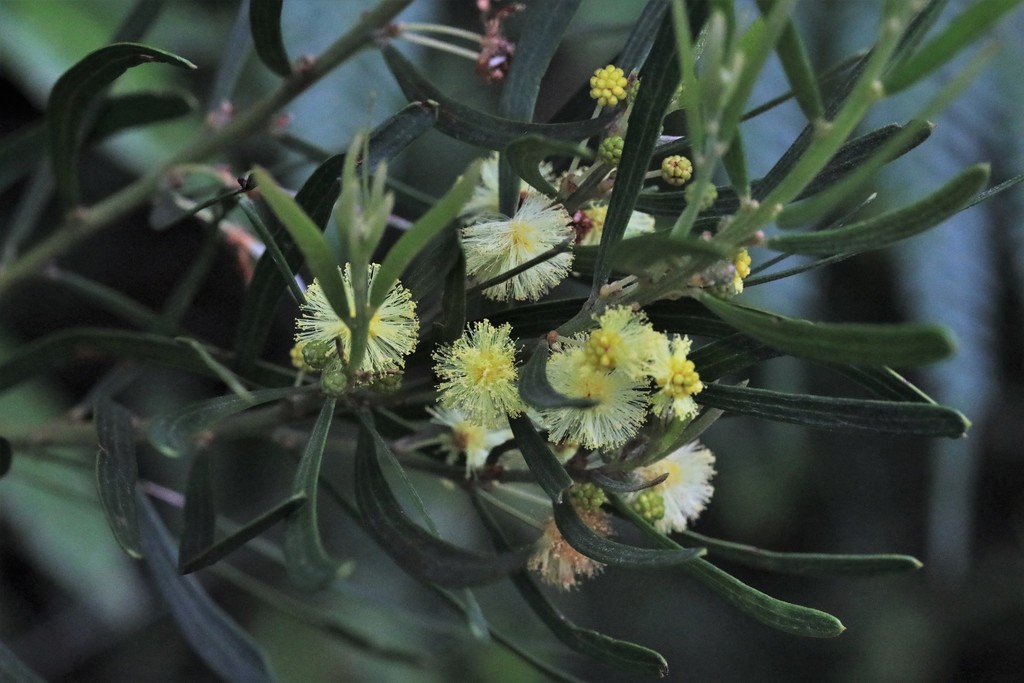 Hop wattle from Lennox Head NSW 2478, Australia on September 15, 2020 ...