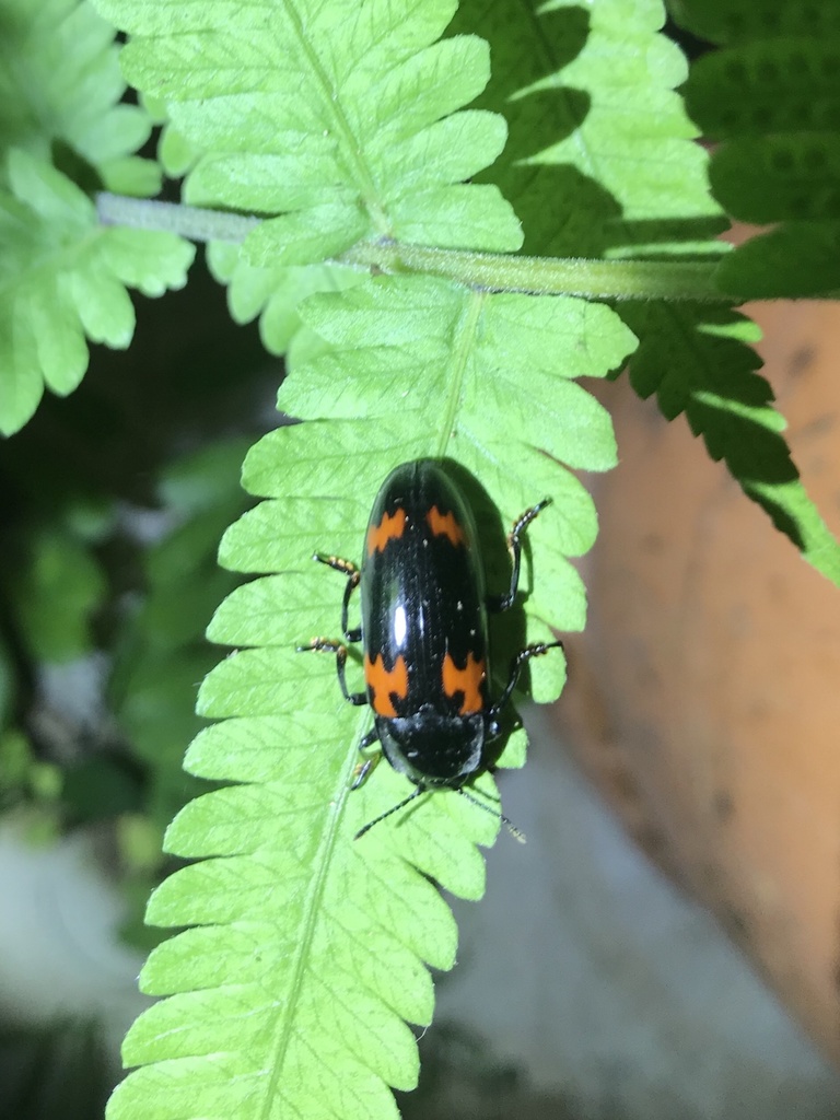 Megalodacne from La Ceiba, Atlántida, HN on September 21, 2020 at 07:51 ...