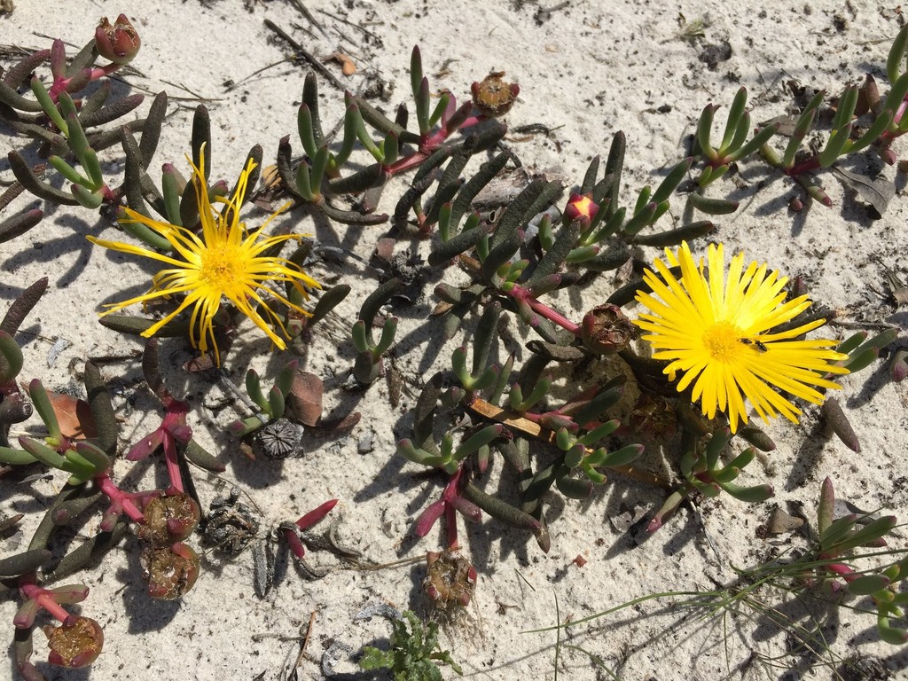 Strandveld Beachfig from West Coast DC, South Africa on September 19 ...