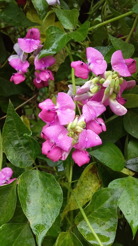 Okie bean from Burnside SA 5066, Australia on September 22, 2020 at 02: ...