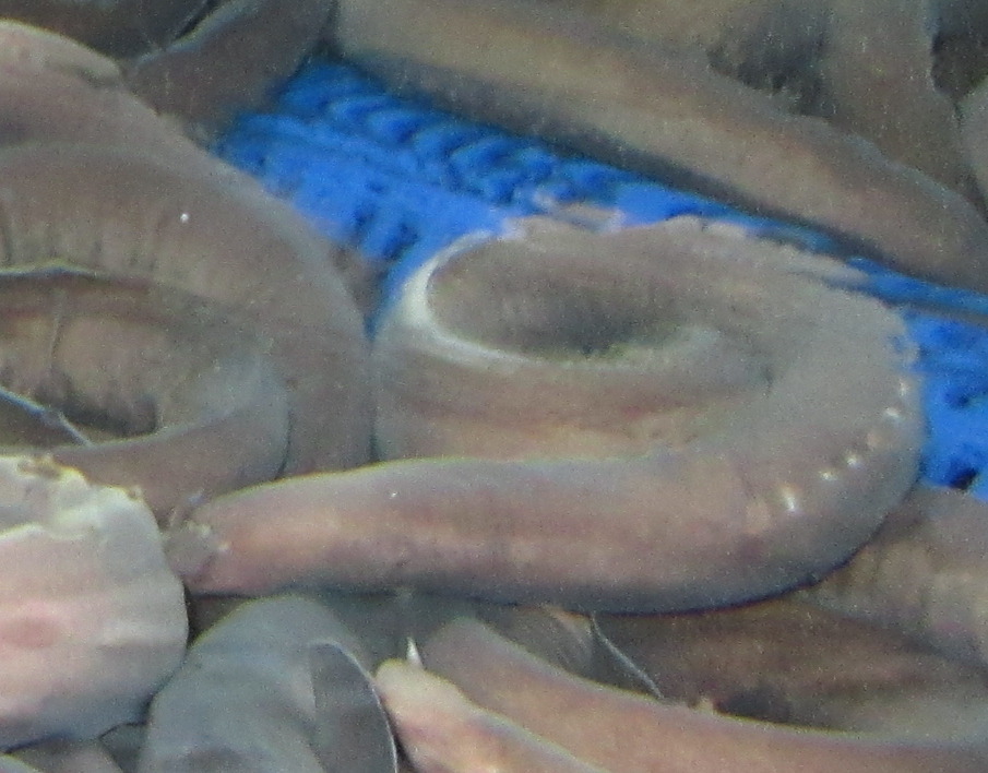 Inshore Hagfish (Eptatretus burgeri) - Marine Life Identification