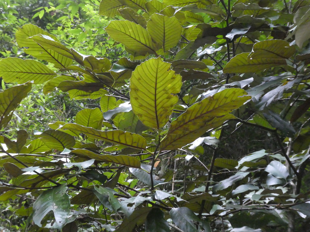 Katus (Flora of Chandragiri) · iNaturalist