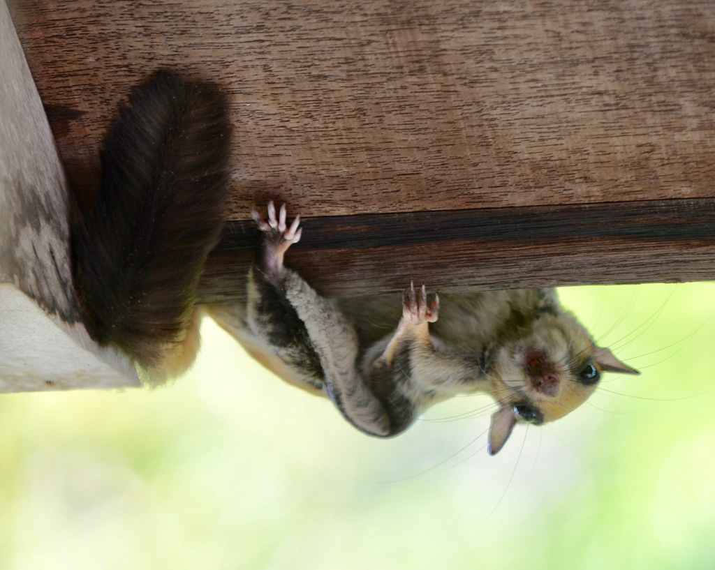 Red-cheeked Flying Squirrel (Hylopetes spadiceus) - Know Your Mammals
