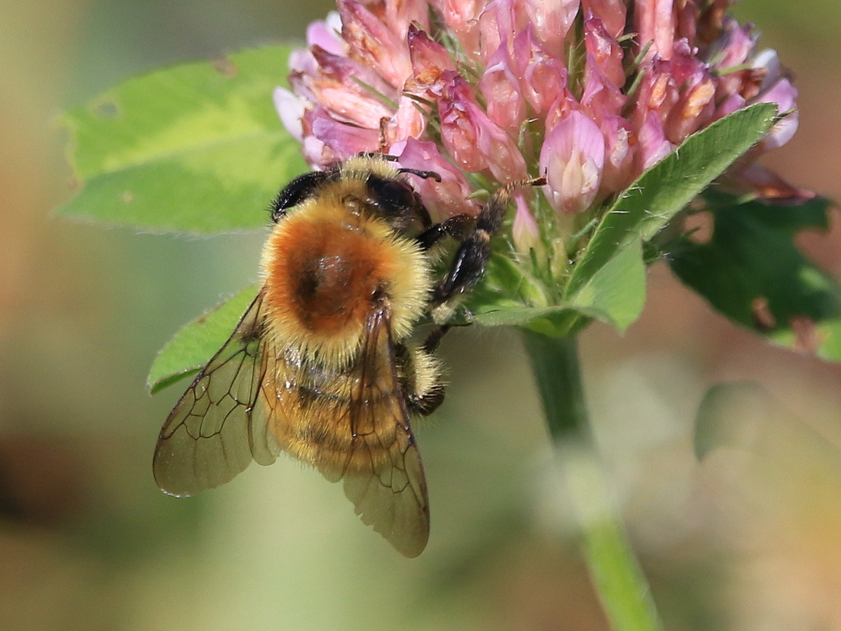 Bombus laesus Morawitz, 1875