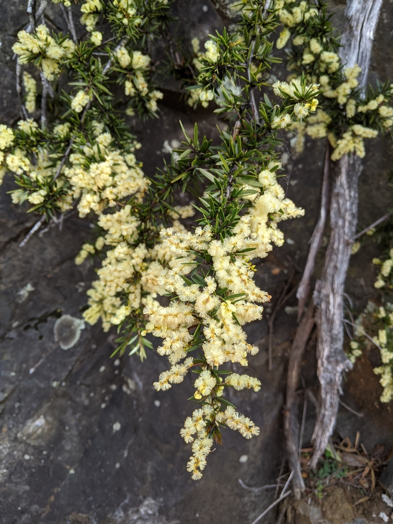Rice's Wattle (Acacia riceana) - Botanical Realm