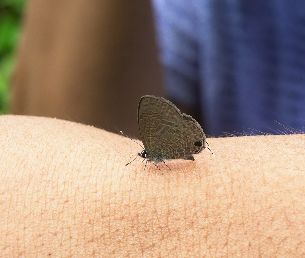 Common Line Blue from Dosdewa Forest trail on September 20, 2020 at 08: ...