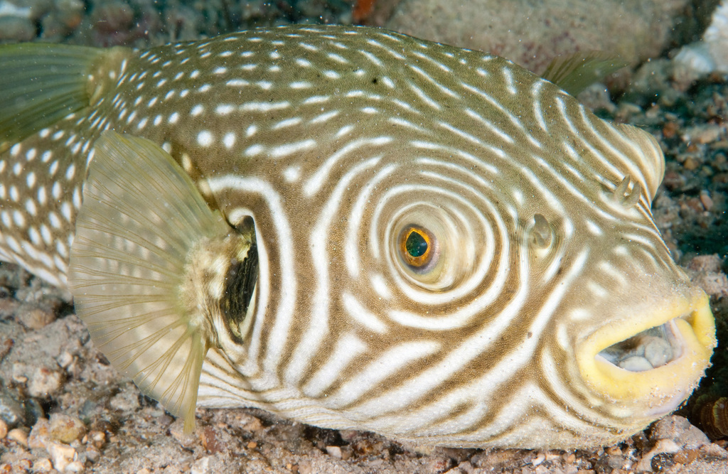 Reticulated Puffer (Fish of the Wet Tropics 2 of 2) · iNaturalist