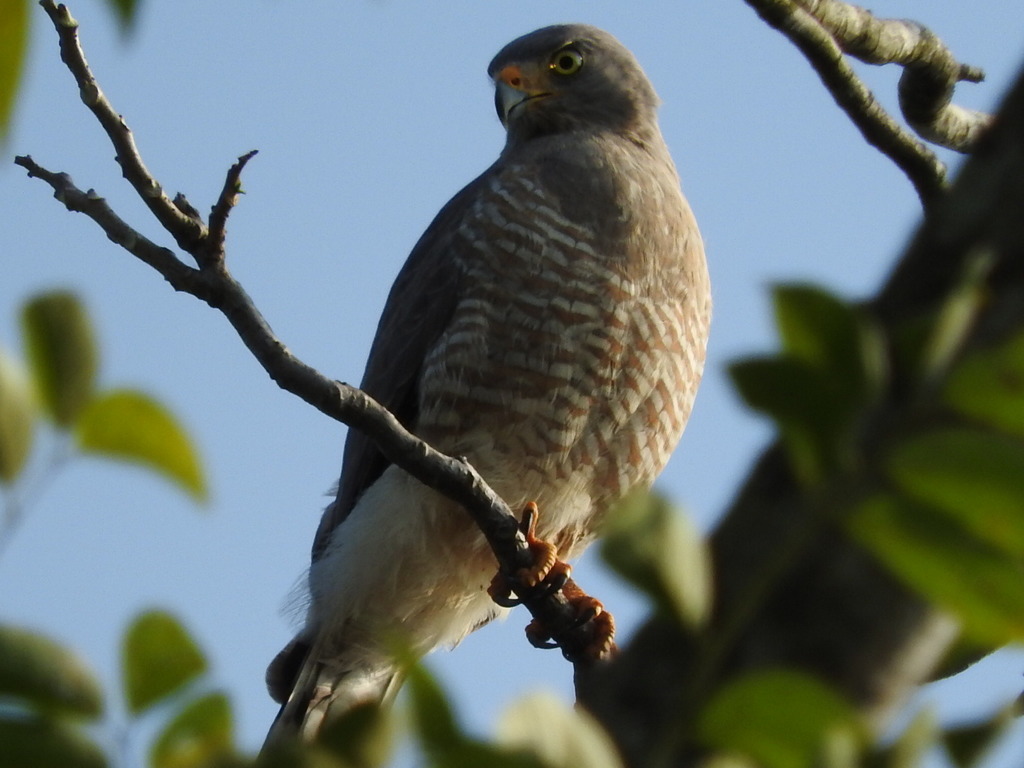Roadside Hawk from Jesus Garcia, 86040 Villahermosa, Tab., México on ...