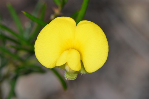 Gompholobium capitatum · iNaturalist Mexico