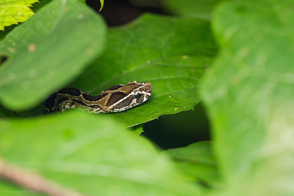 Russell's Viper (Daboia russelii) - Snakes and Lizards