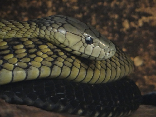 Mamba verde del Congo (Dendroaspis jamesoni)