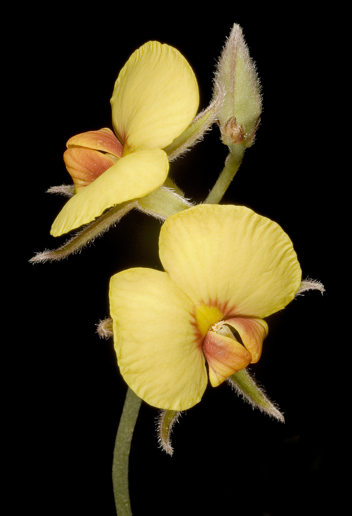 (Jacksonia restioides) - Botanical Realm