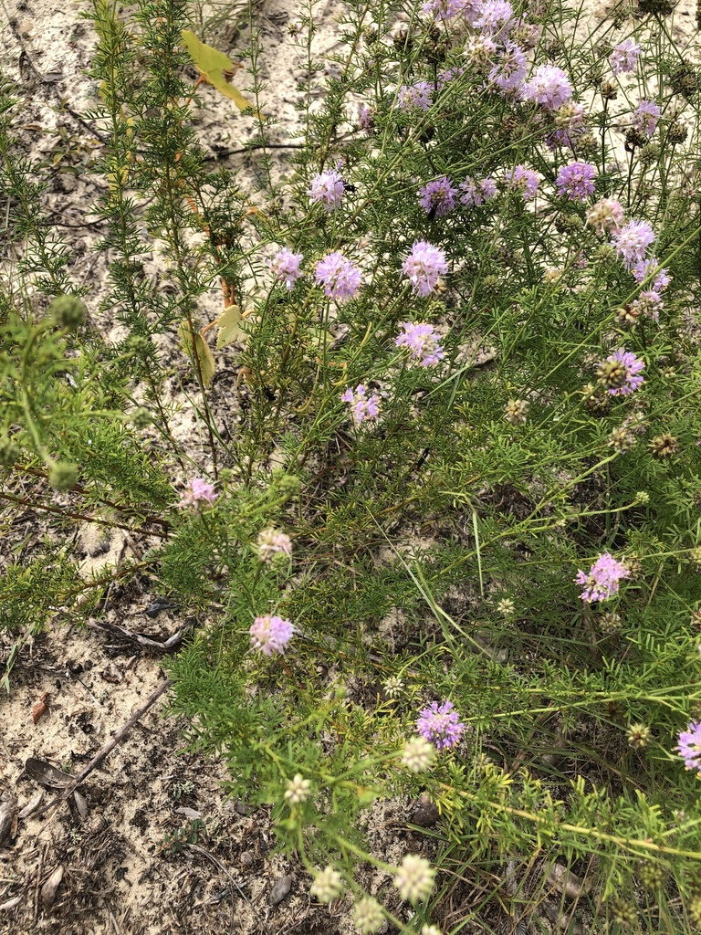 Feay's Prairie Clover from Sebring, FL, US on September 22, 2020 at 10: ...