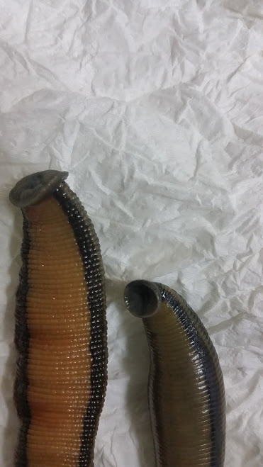 Hirudinaria manillensis (Lesson, 1842)