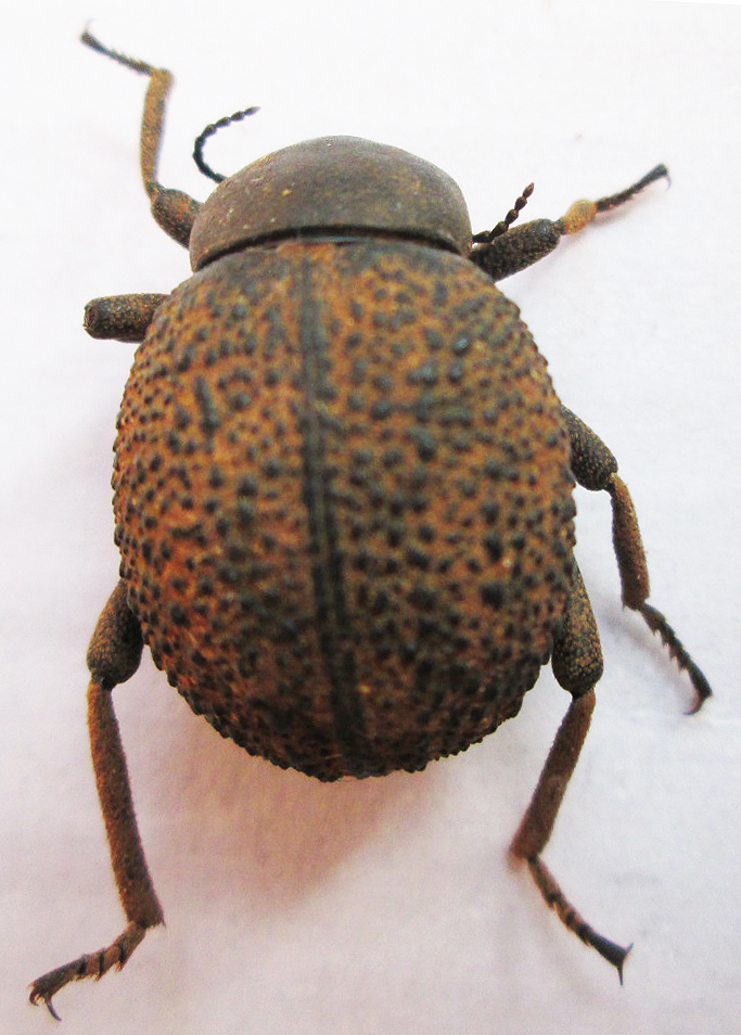 Micrantereus (Mbuluzi Beetles) · iNaturalist