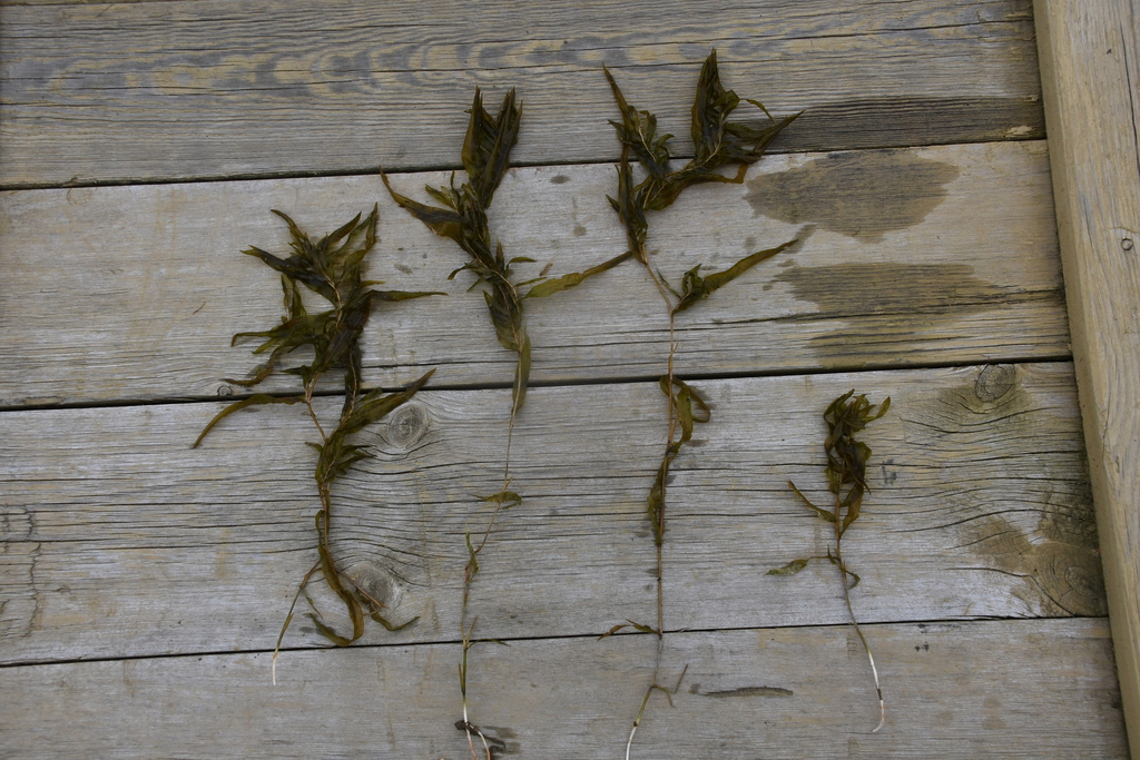 Northern Pondweed (ADIRONDACK RESEARCH GUIDEBOOK) · iNaturalist