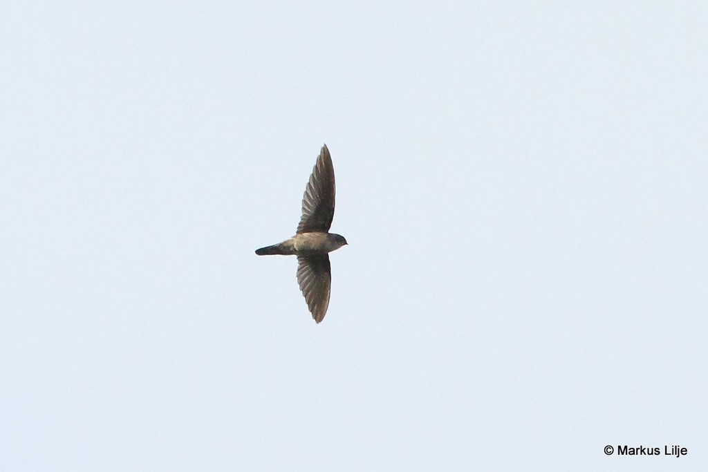 Uniform Swiftlet (Aerodramus vanikorensis) - Avian Discovery
