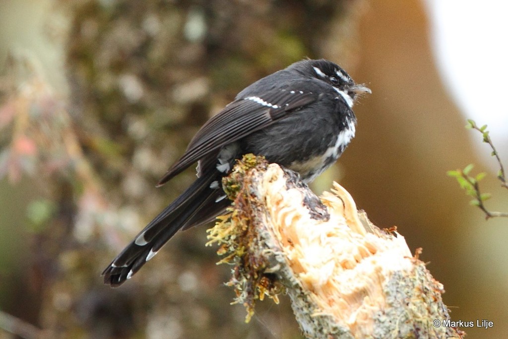 Friendly Fantail from Southern Highlands Province, Papua New Guinea on ...
