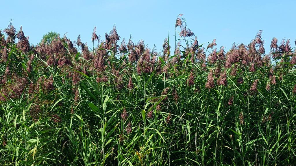 European reed (Seen near SUNY-ESF) · iNaturalist