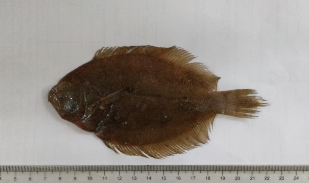 Largetooth Flounder from Uttara Kannada, Karnataka, India on February ...