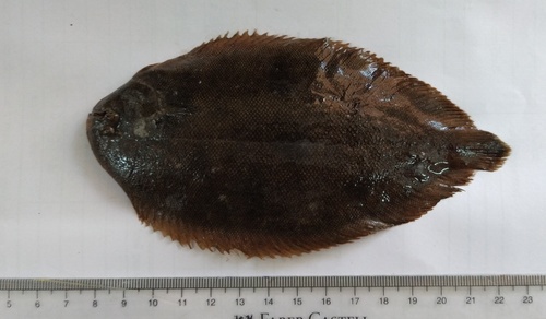 Oriental Sole (Brachirus orientalis) · iNaturalist