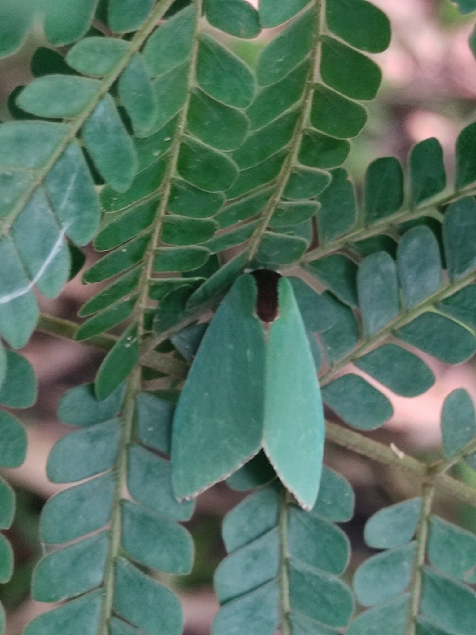 Rosema zelica Stoll, 1790