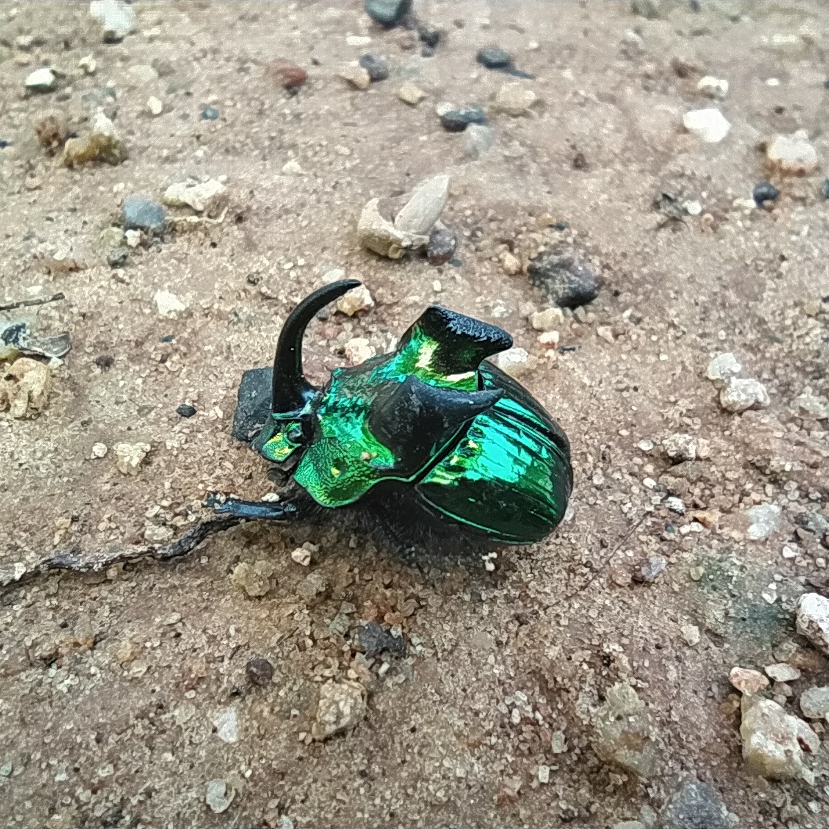 Phanaeus demon Castelnau, 1840