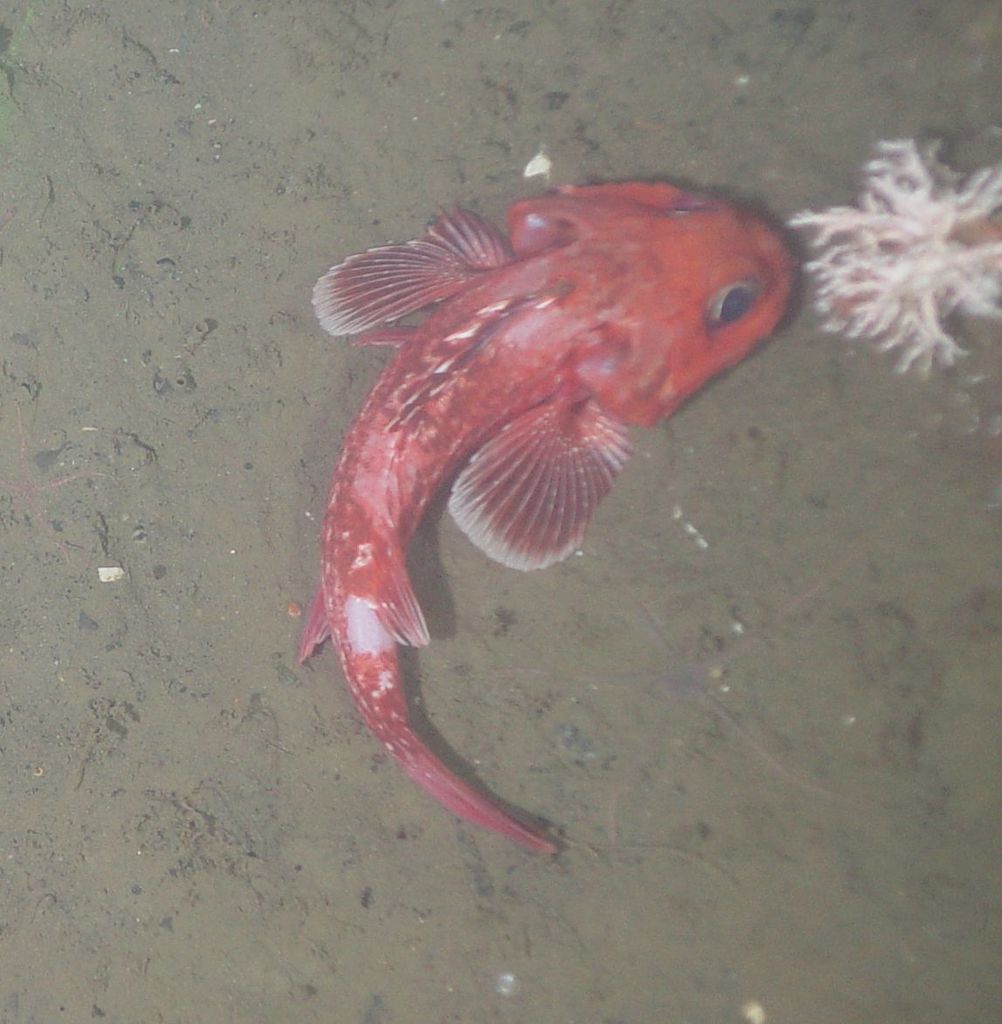 Shortspine Thornyhead (Sebastolobus alascanus) - Marine Life Identification