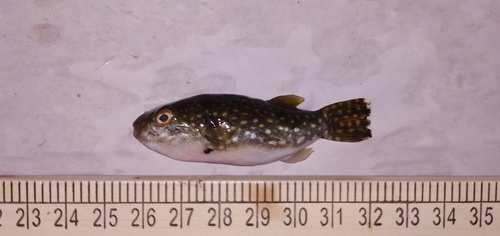 Banded Leopardblowfish (Chelonodon leopardus) · iNaturalist Australia