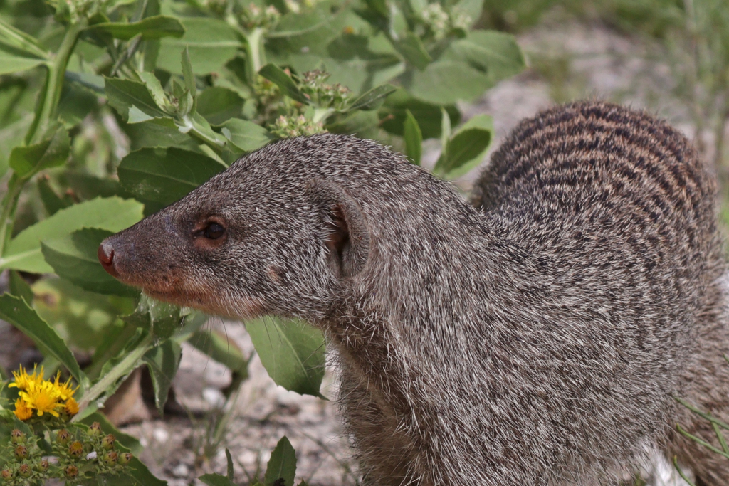 Northwest Banded Mongoose (Mungos mungo caurinus) - Know Your Mammals