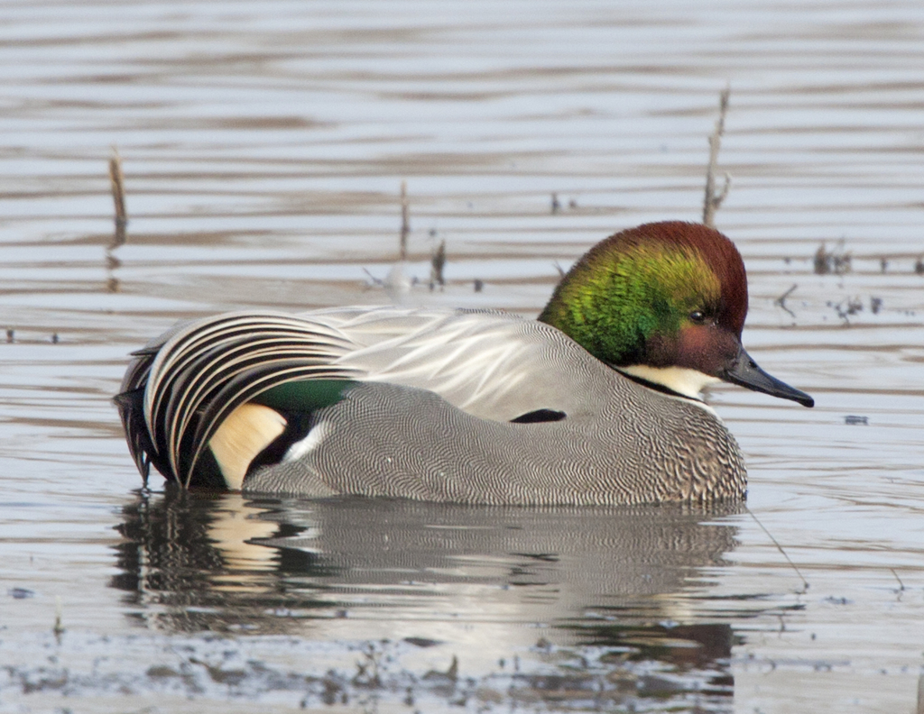Falcated Duck in December 2011 by nmoorhatch. A well-known and ...