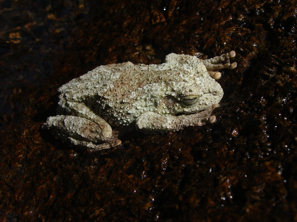 Italian Tree Frog from Itatiaia - RJ, Brasil on January 03, 2014 at 12: ...