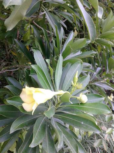 Thevetia gaumeri · iNaturalist