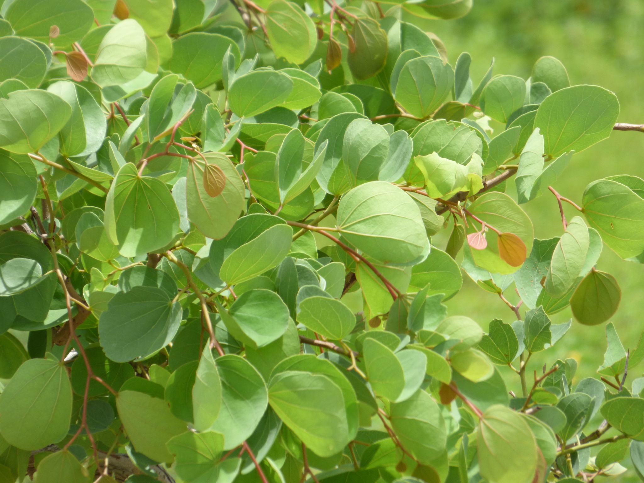 Piliostigma reticulatum (DC.) Hochst.