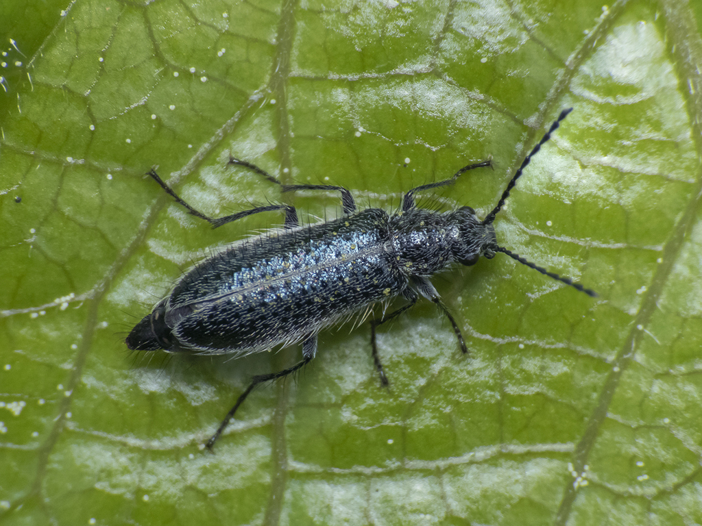 Dasytinae (SBBG Lompoc SWP Floral Visitor Guide ) · iNaturalist