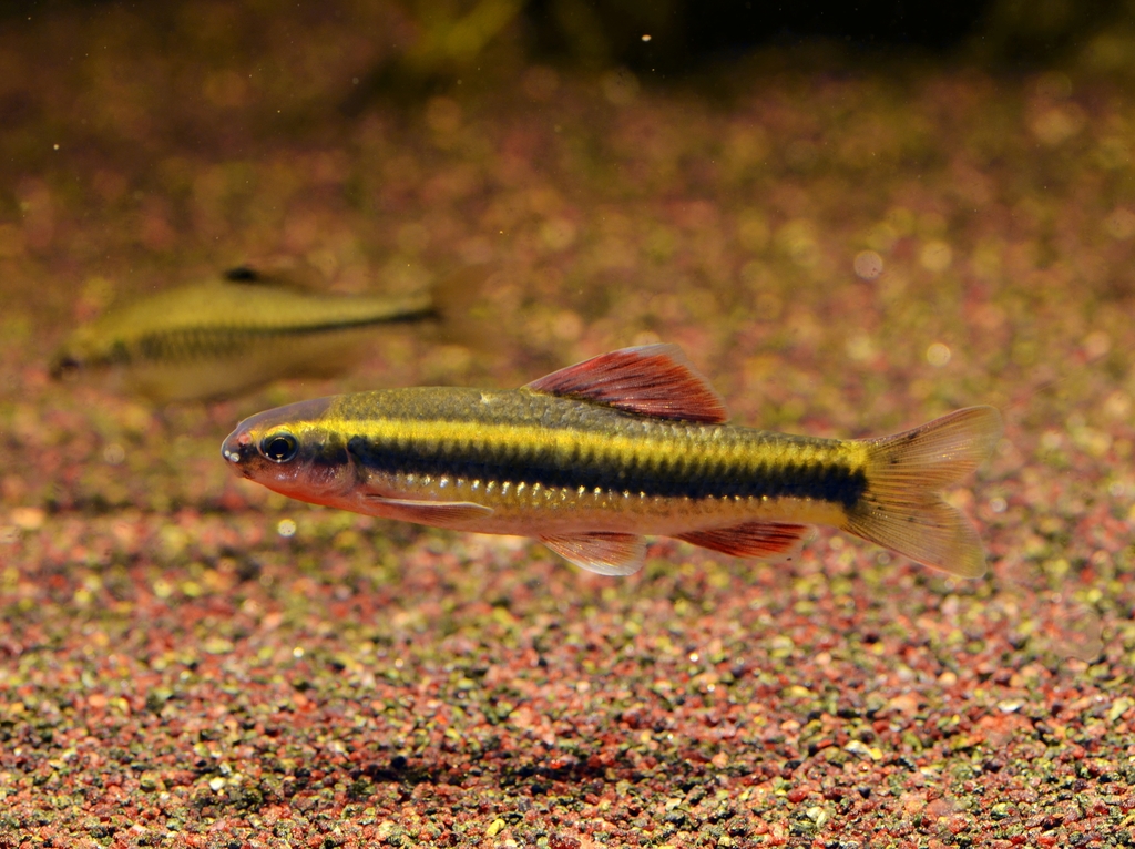 Sarcocheilichthys parvus in January 2018 by Zinogre. Captured from the ...