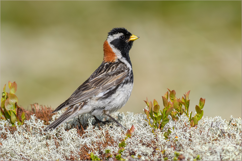 Lapland Longspur (Calcarius lapponicus) (Wildlife of the United States ...