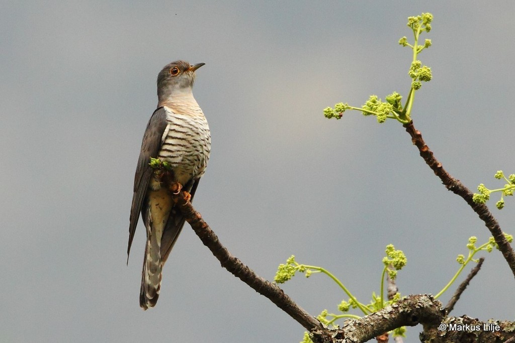 Lesser Cuckoo (Cuculus poliocephalus) - Avian Discovery