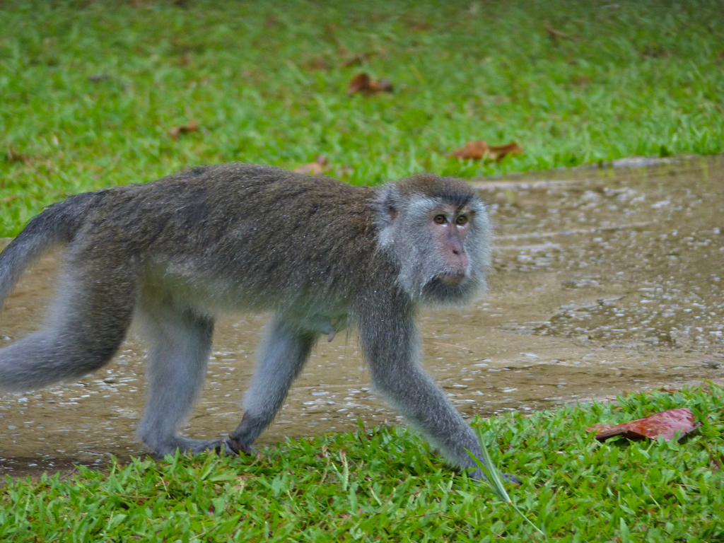 Common Long-tailed Macaque (Macaca fascicularis fascicularis) - Know ...