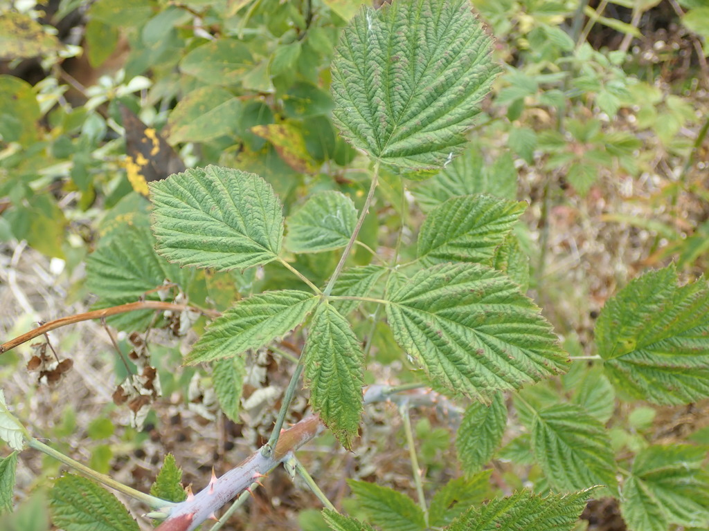 whitebark raspberry from Comox-Strathcona, British Columbia, Canada on ...